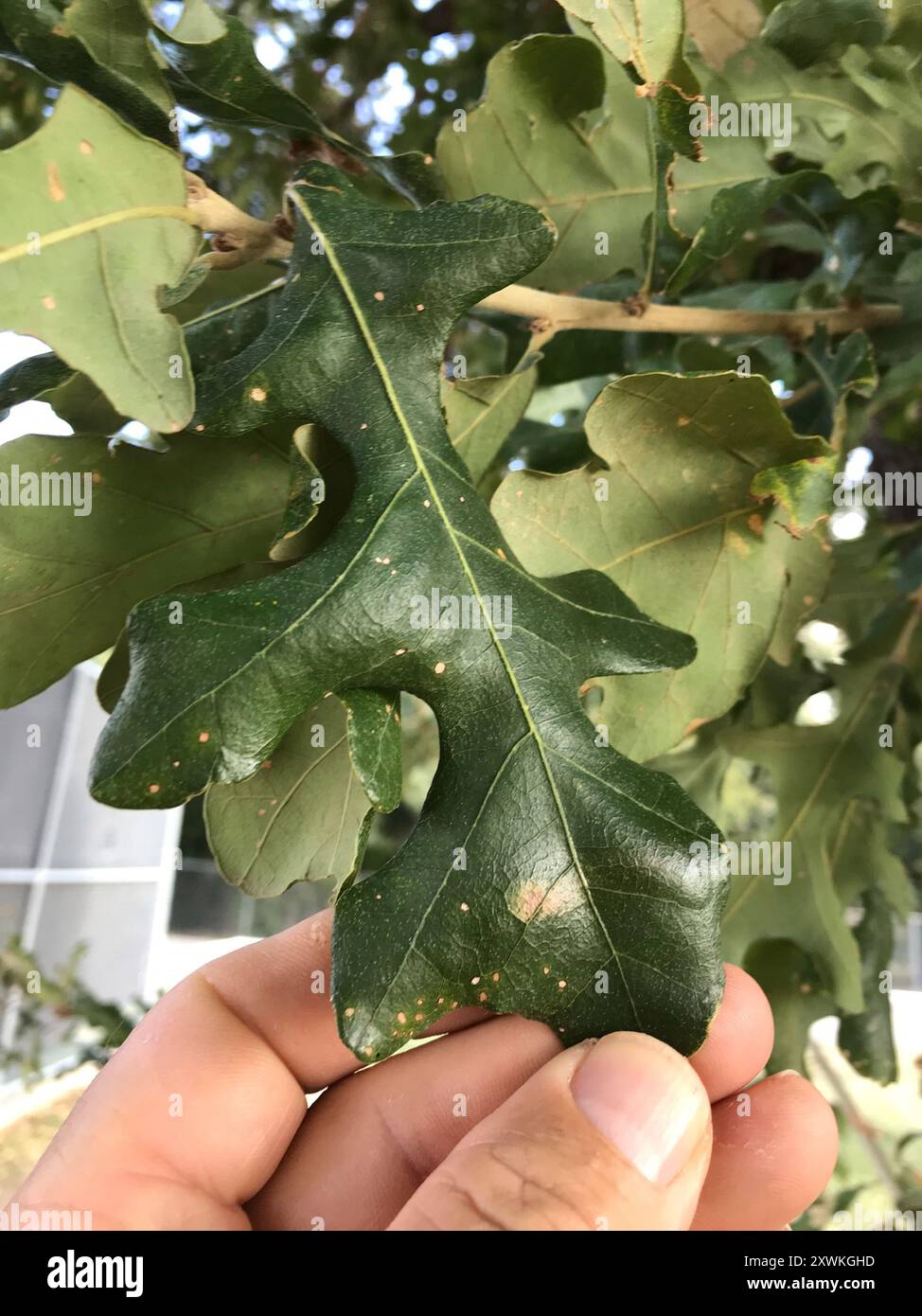 post oak (Quercus stellata) Plantae Stock Photo - Alamy