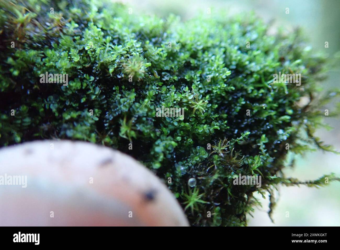 Dwarf Flapwort (Jungermannia pumila) Plantae Stock Photo - Alamy