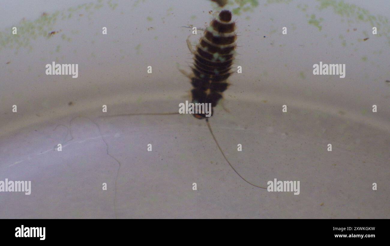 Marsh Beetles (Scirtidae) Insecta Stock Photo - Alamy