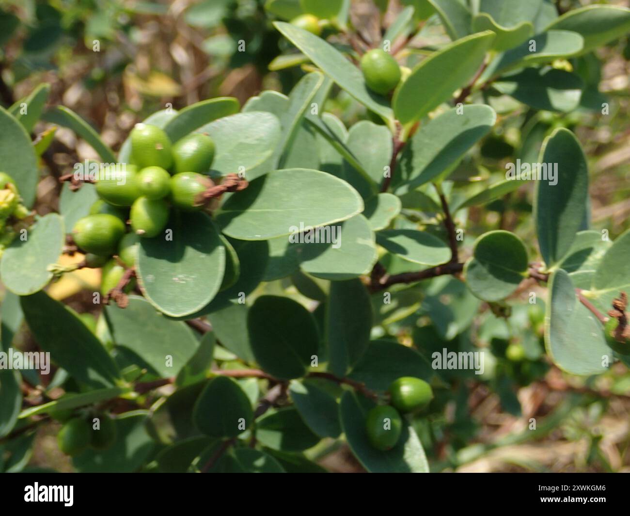 Bootlace Plant (Wikstroemia indica) Plantae Stock Photo - Alamy