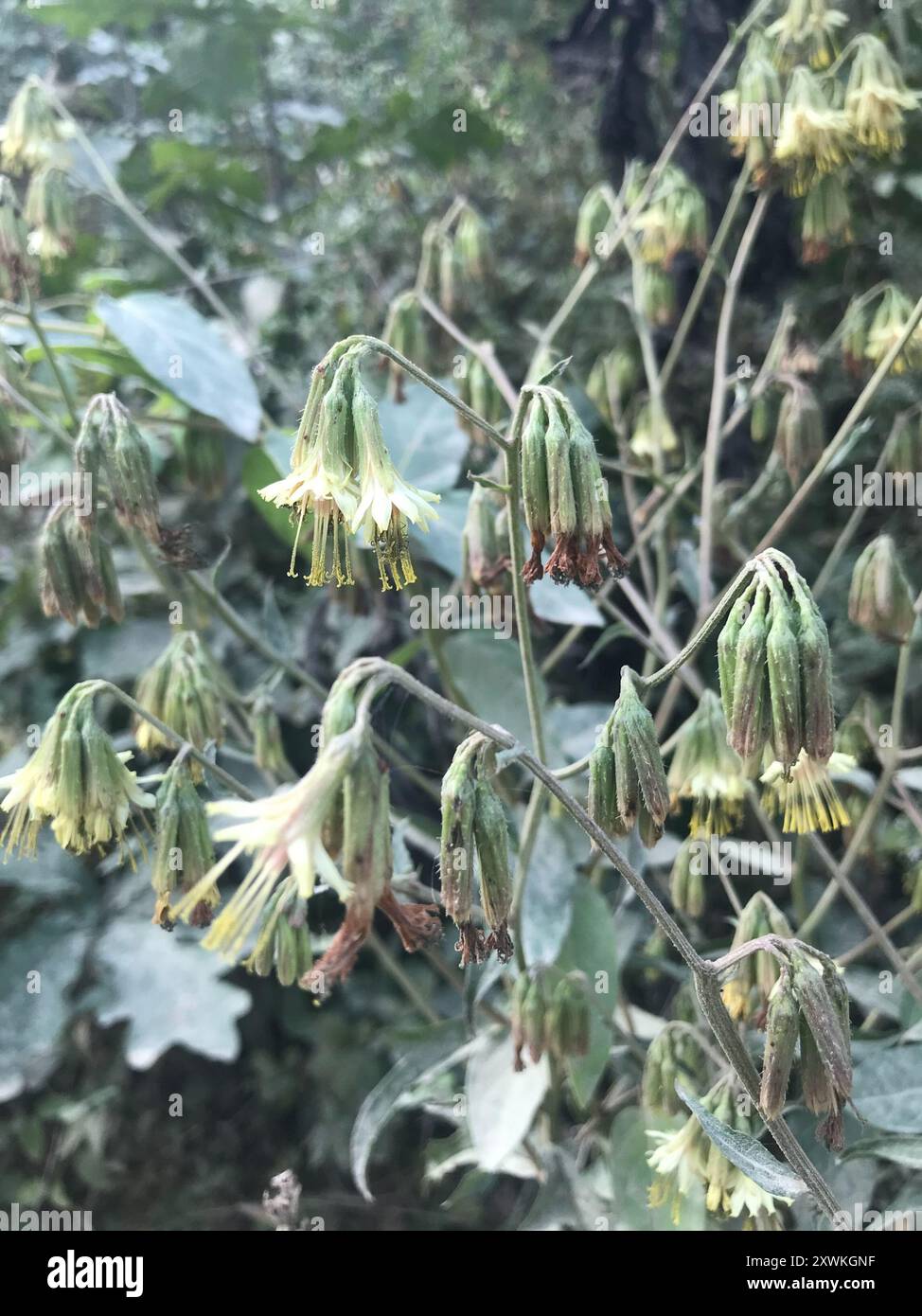 lion's foot rattlesnake root (Nabalus serpentarius) Plantae Stock Photo ...
