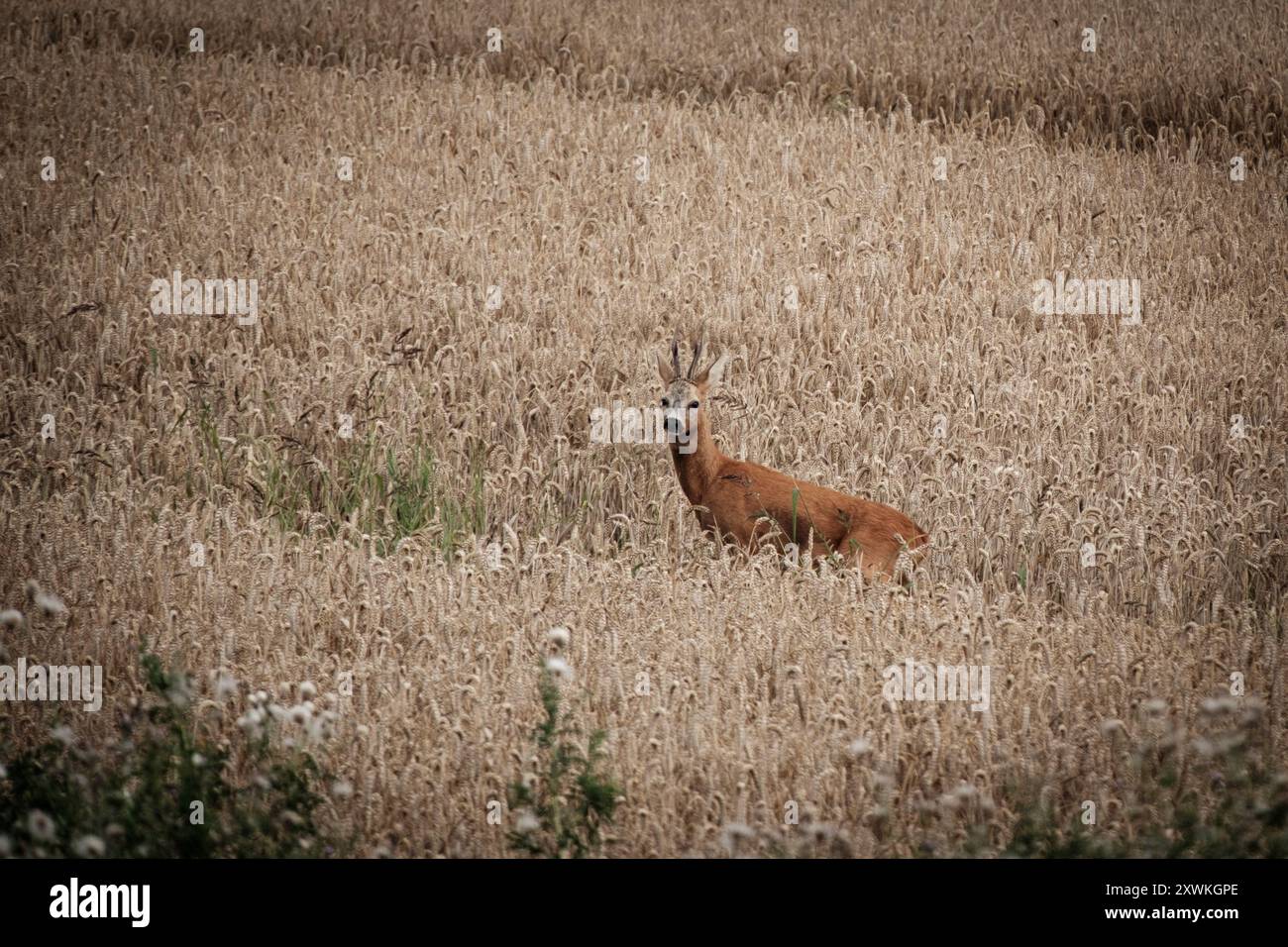 Roebuck capreolus capreolus in a grain field in spring hi-res stock ...