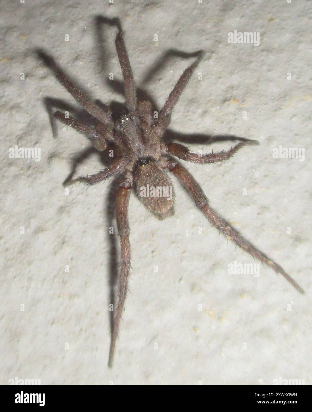 Stealthy Ground Spiders (Gnaphosidae) Arachnida Stock Photo - Alamy