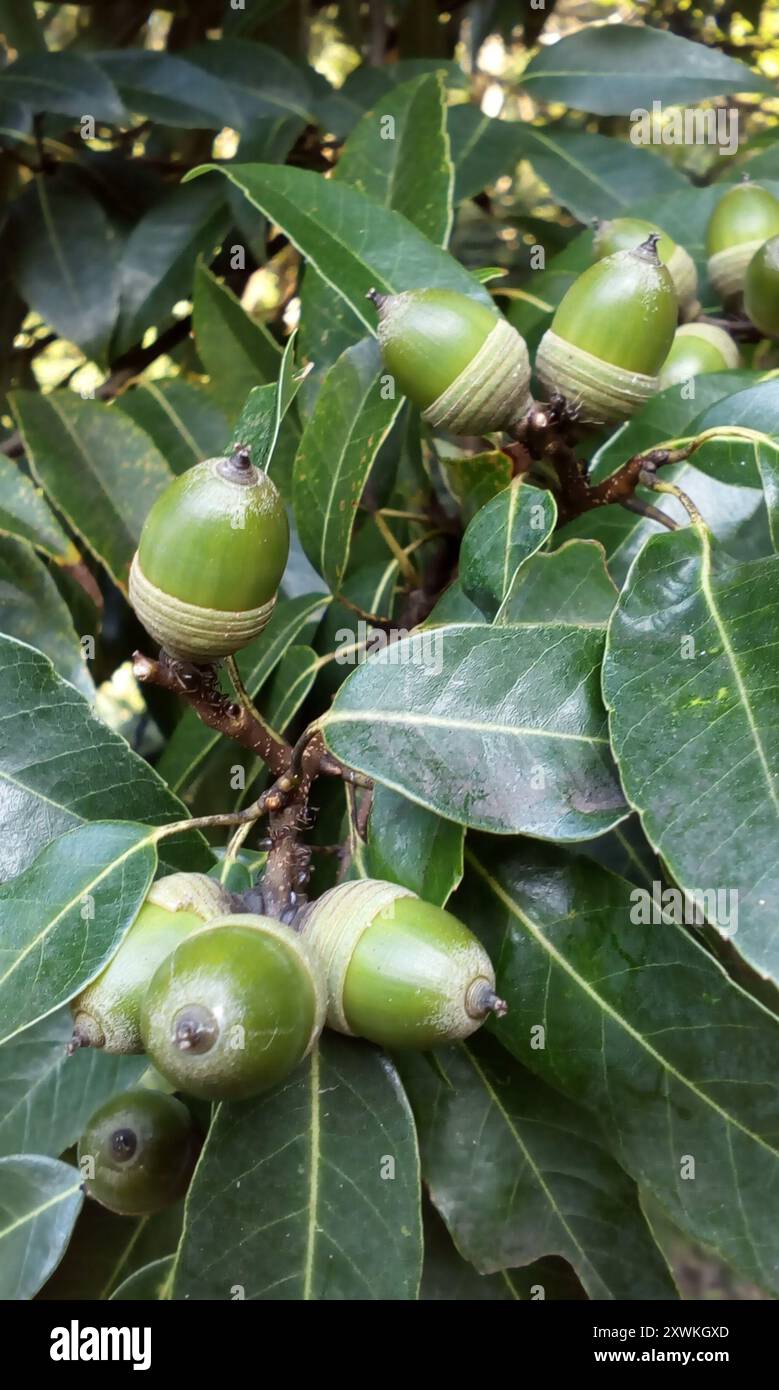 Chinese evergreen oak (Quercus myrsinifolia) Plantae Stock Photo - Alamy