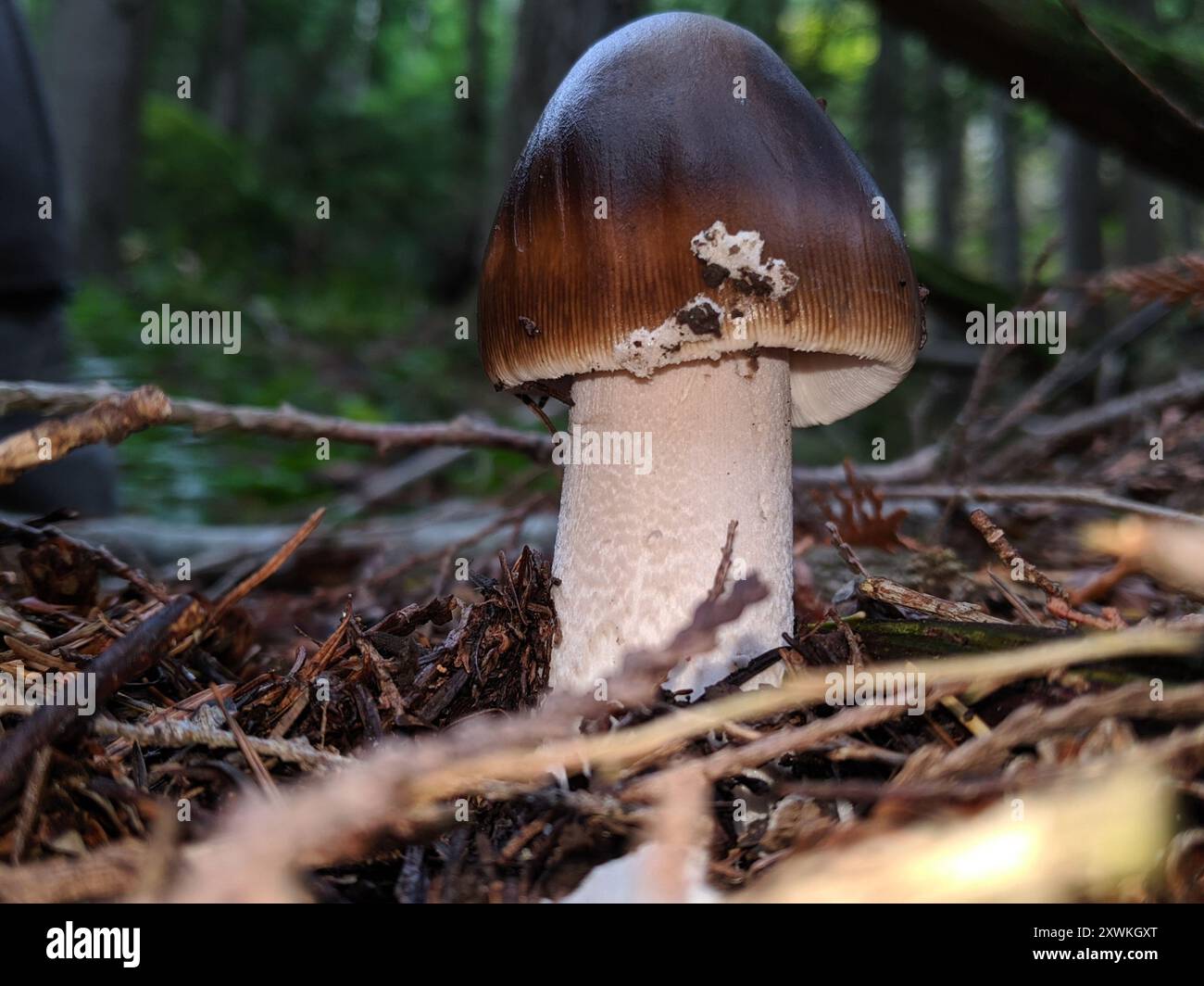 Amanita pachycolea hi-res stock photography and images - Alamy
