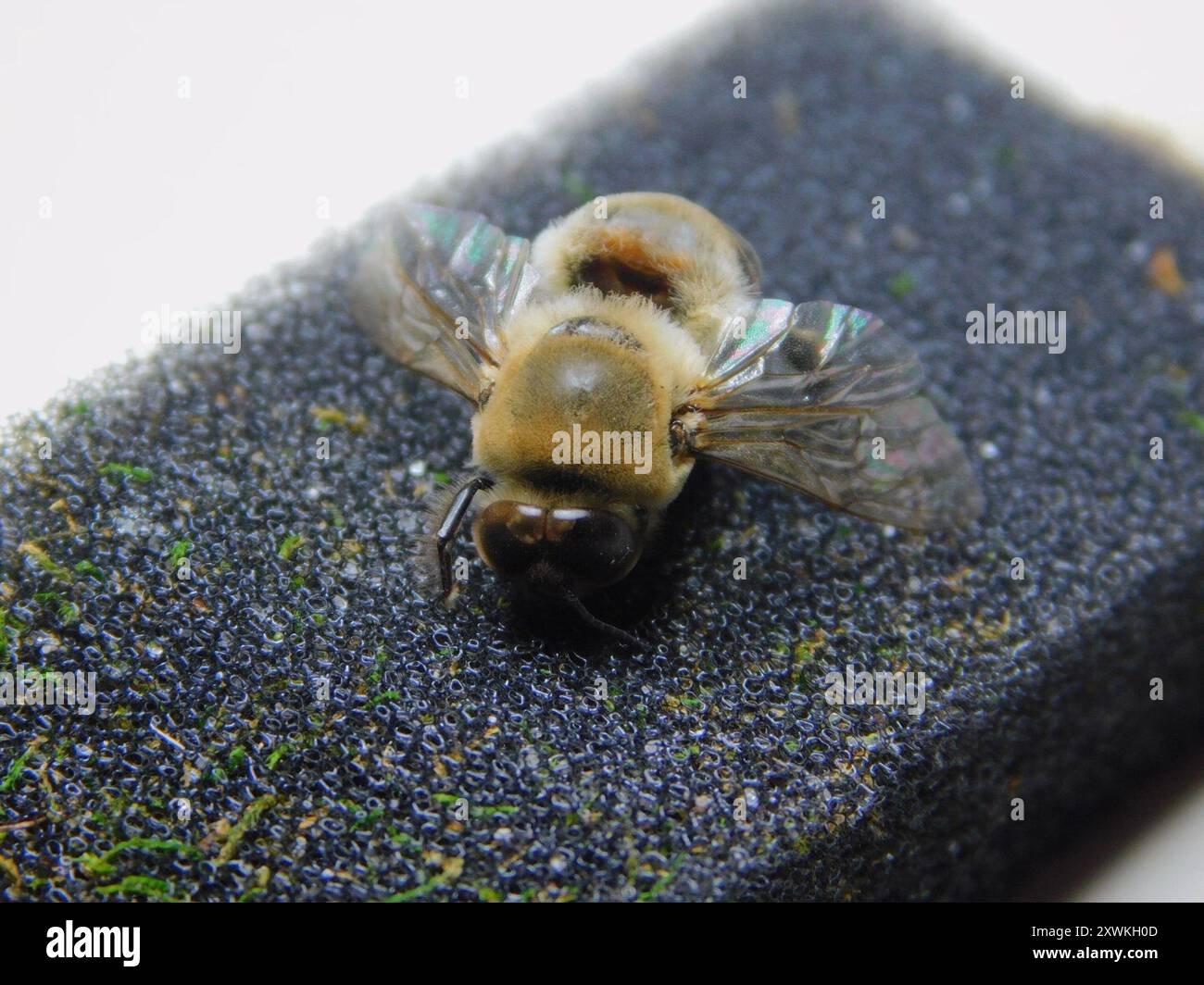 Western Honey Bee (Apis mellifera) Insecta Stock Photo - Alamy