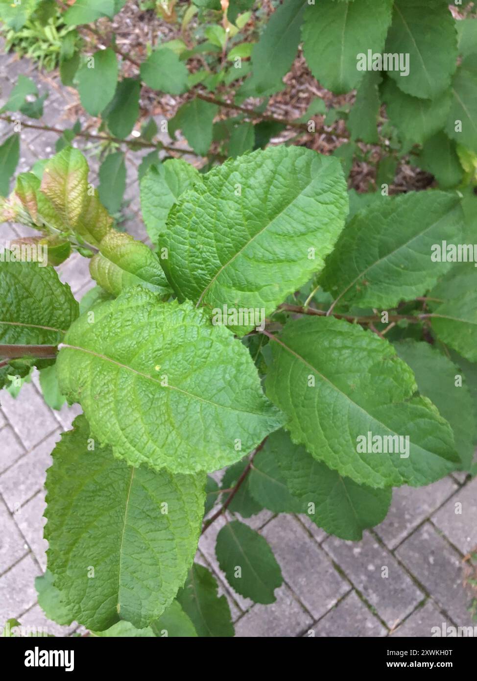 goat willow (Salix caprea) Plantae Stock Photo - Alamy