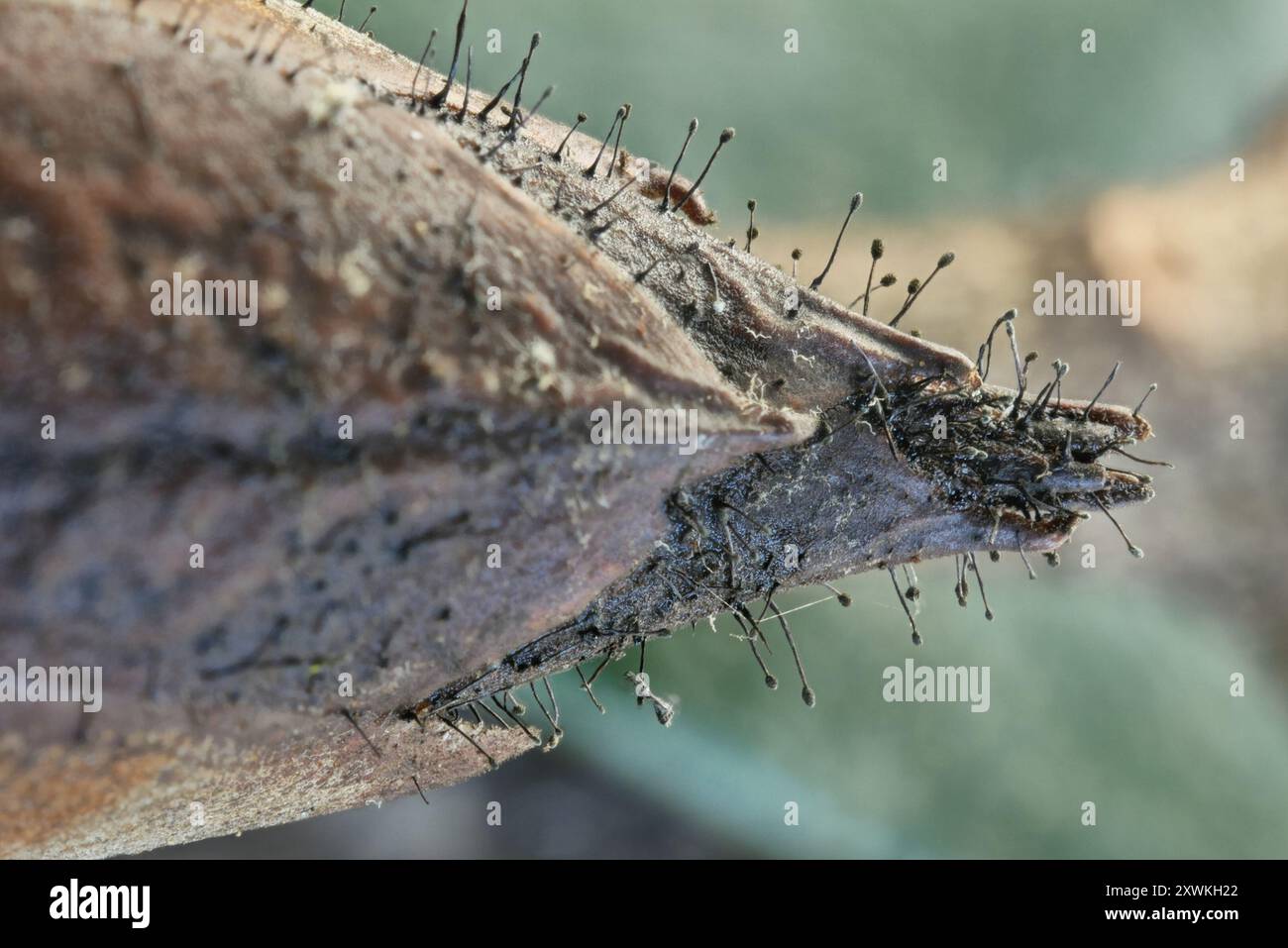 Rhododendron Blight (Seifertia azaleae) Fungi Stock Photo - Alamy