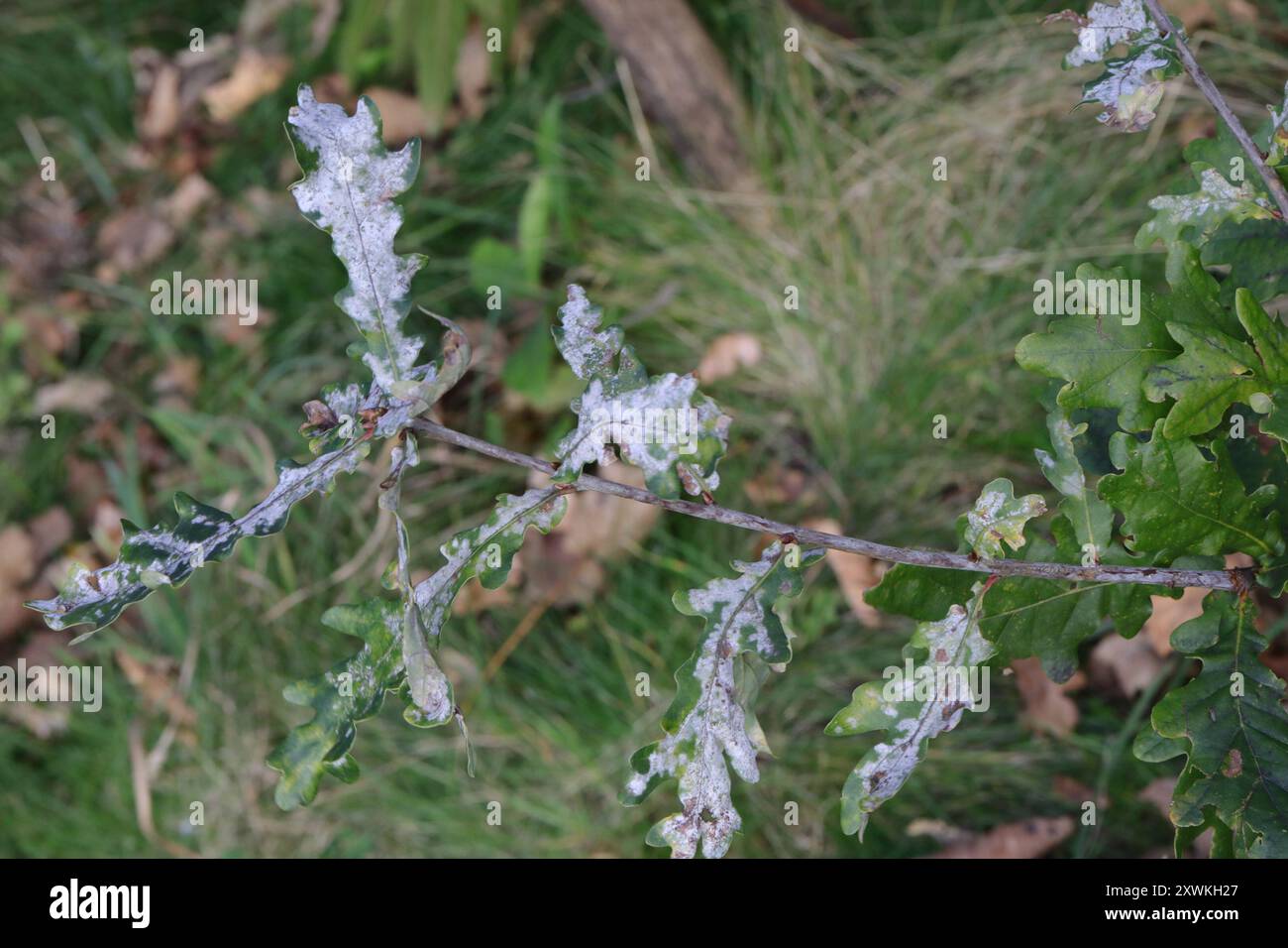 (Erysiphe alphitoides) Fungi Stock Photo - Alamy