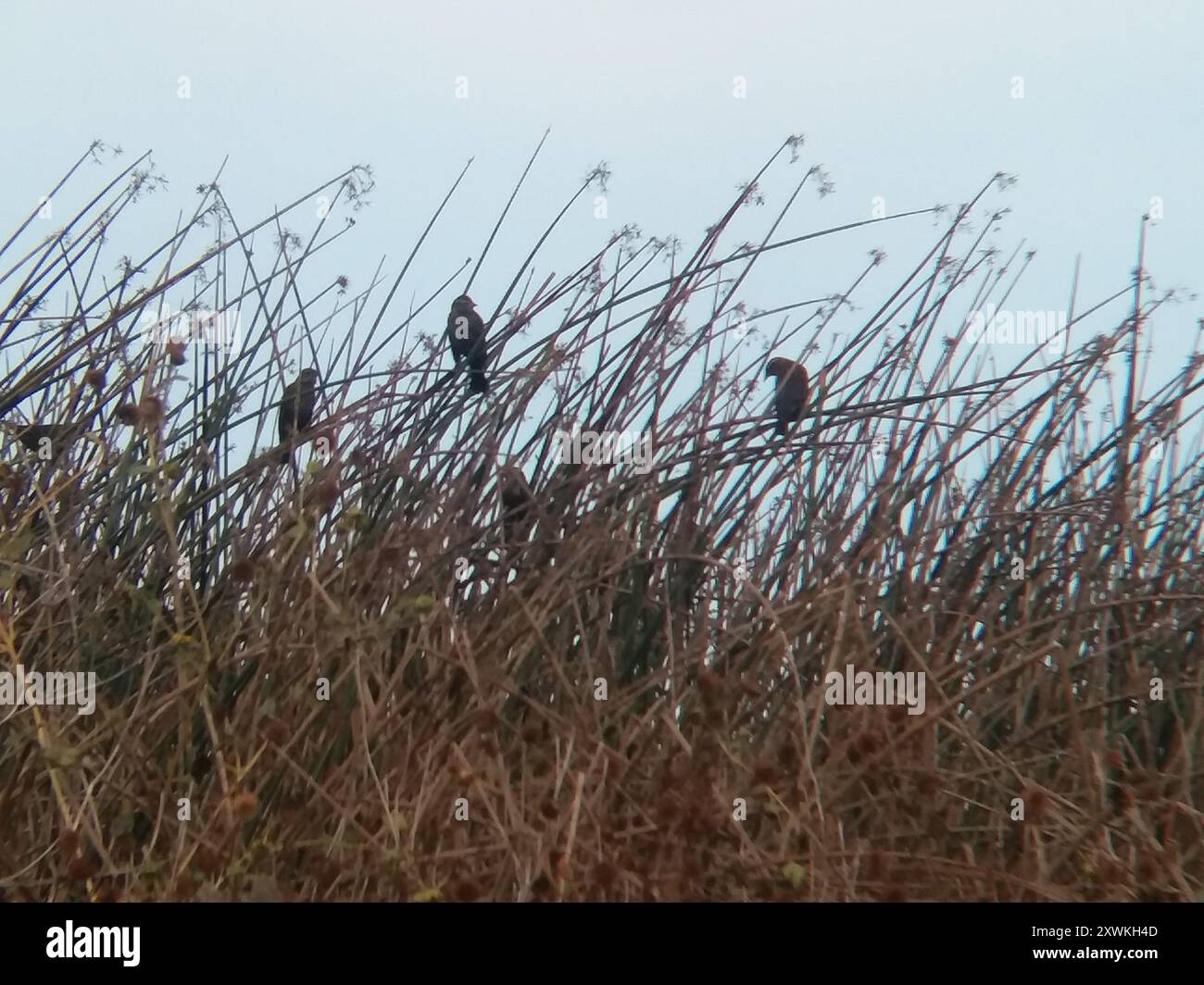 Perching Birds (Passeriformes) Aves Stock Photo - Alamy