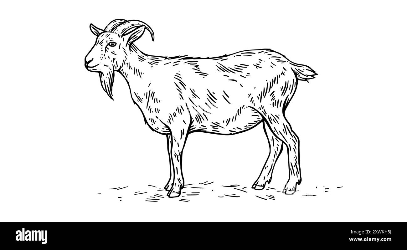 Goat. Vintage retro print, black white Stock Vector Image & Art - Alamy