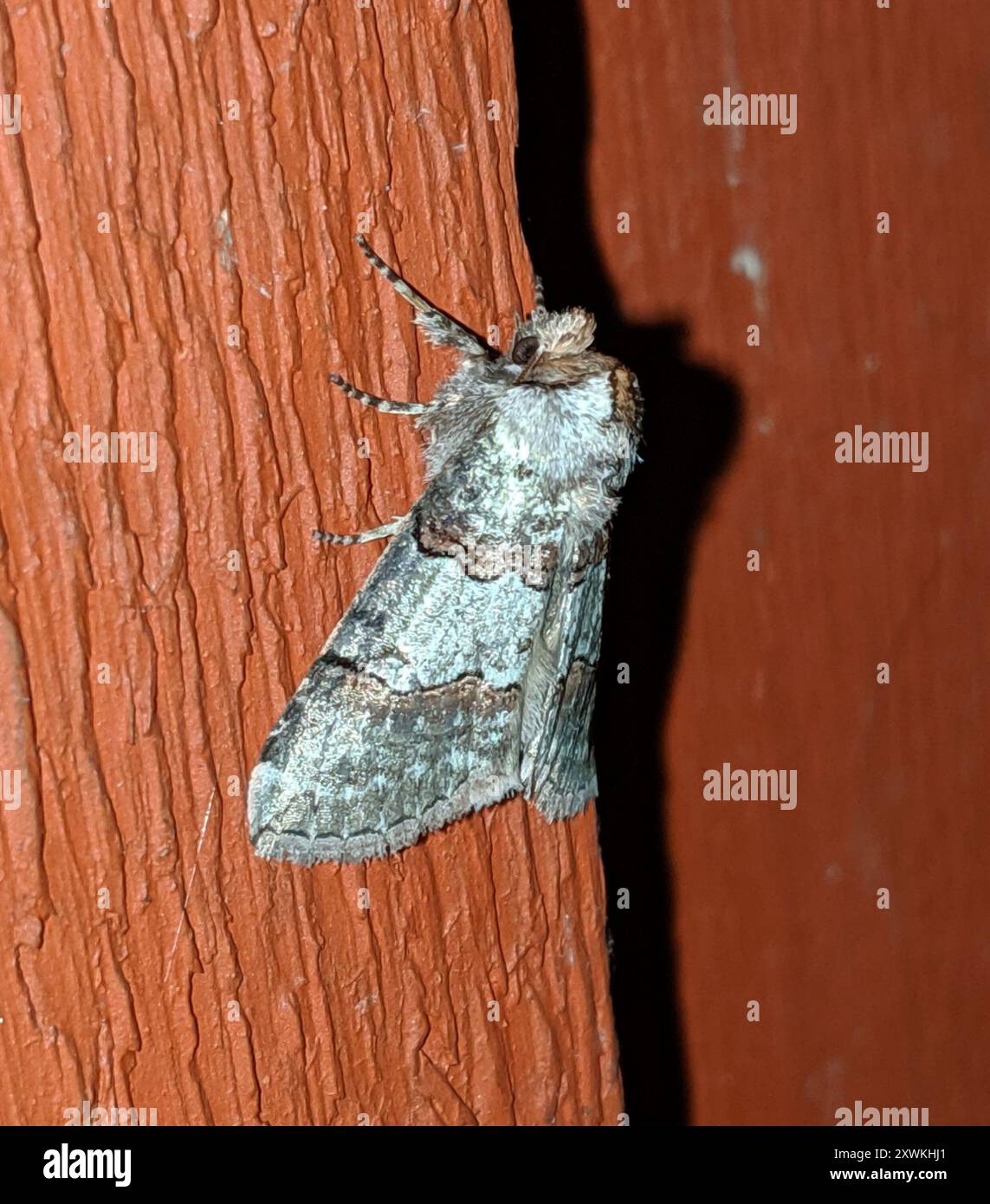 (Ceranemota fasciata) Insecta Stock Photo - Alamy