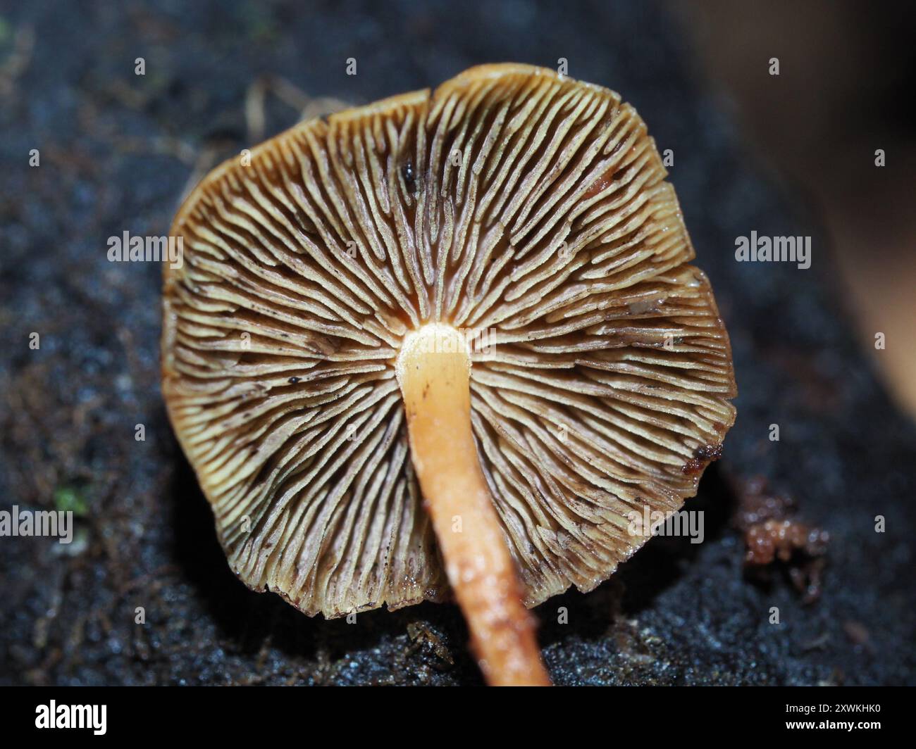 Hypholoma acutum hi-res stock photography and images - Alamy