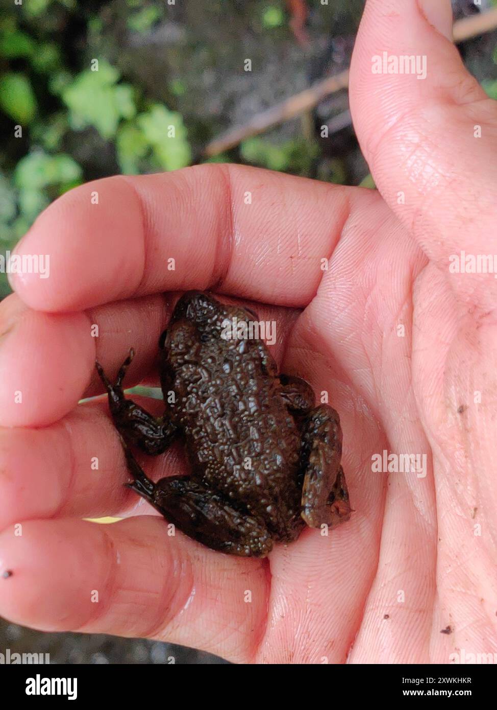 Wrinkled frog hi-res stock photography and images - Alamy