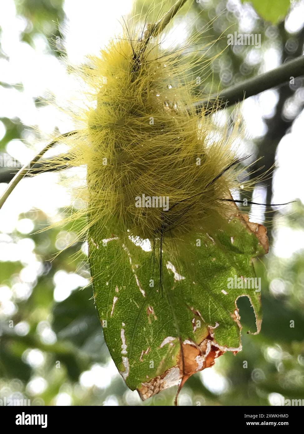 American Dagger (Acronicta americana) Insecta Stock Photo - Alamy