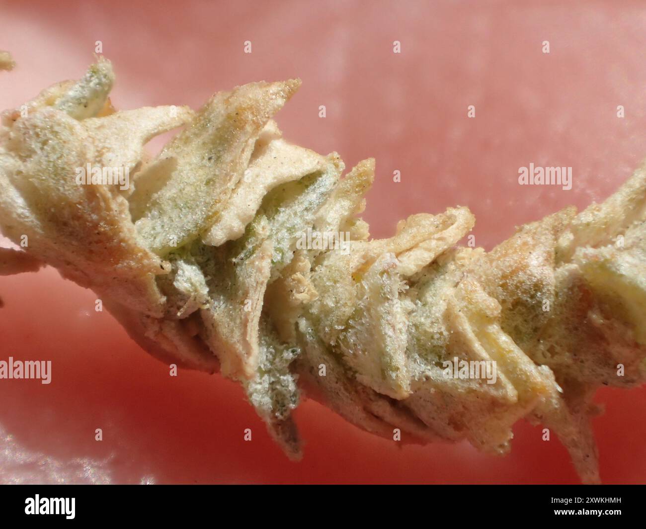 brittlescale (Atriplex depressa) Plantae Stock Photo - Alamy