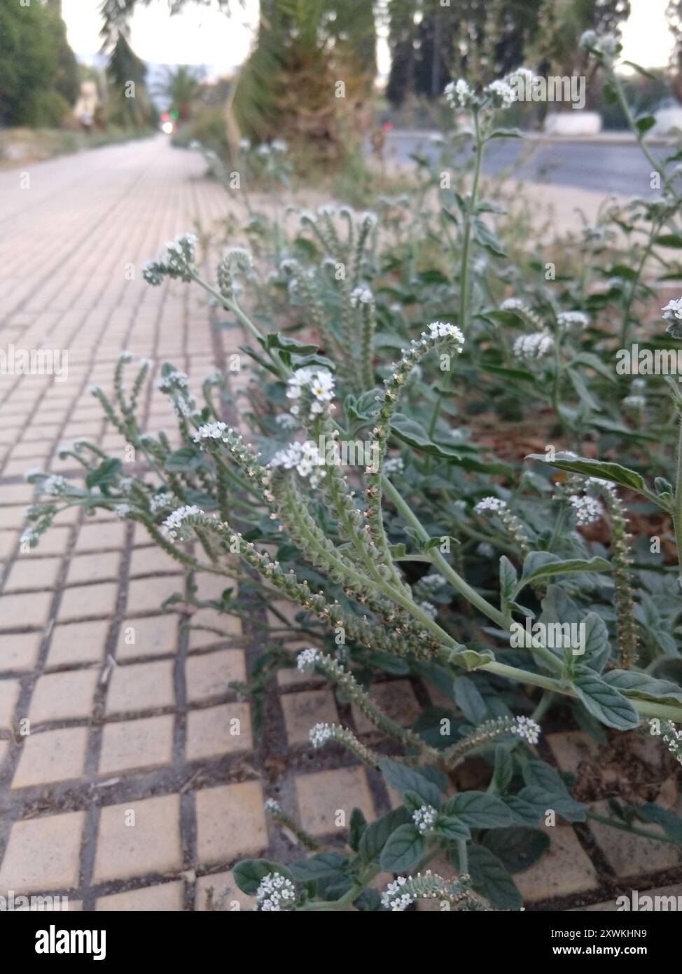 European heliotrope (Heliotropium europaeum) Plantae Stock Photo - Alamy