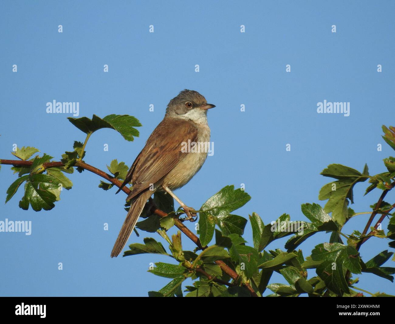 Common Whitethroat (Curruca communis) Aves Stock Photo - Alamy