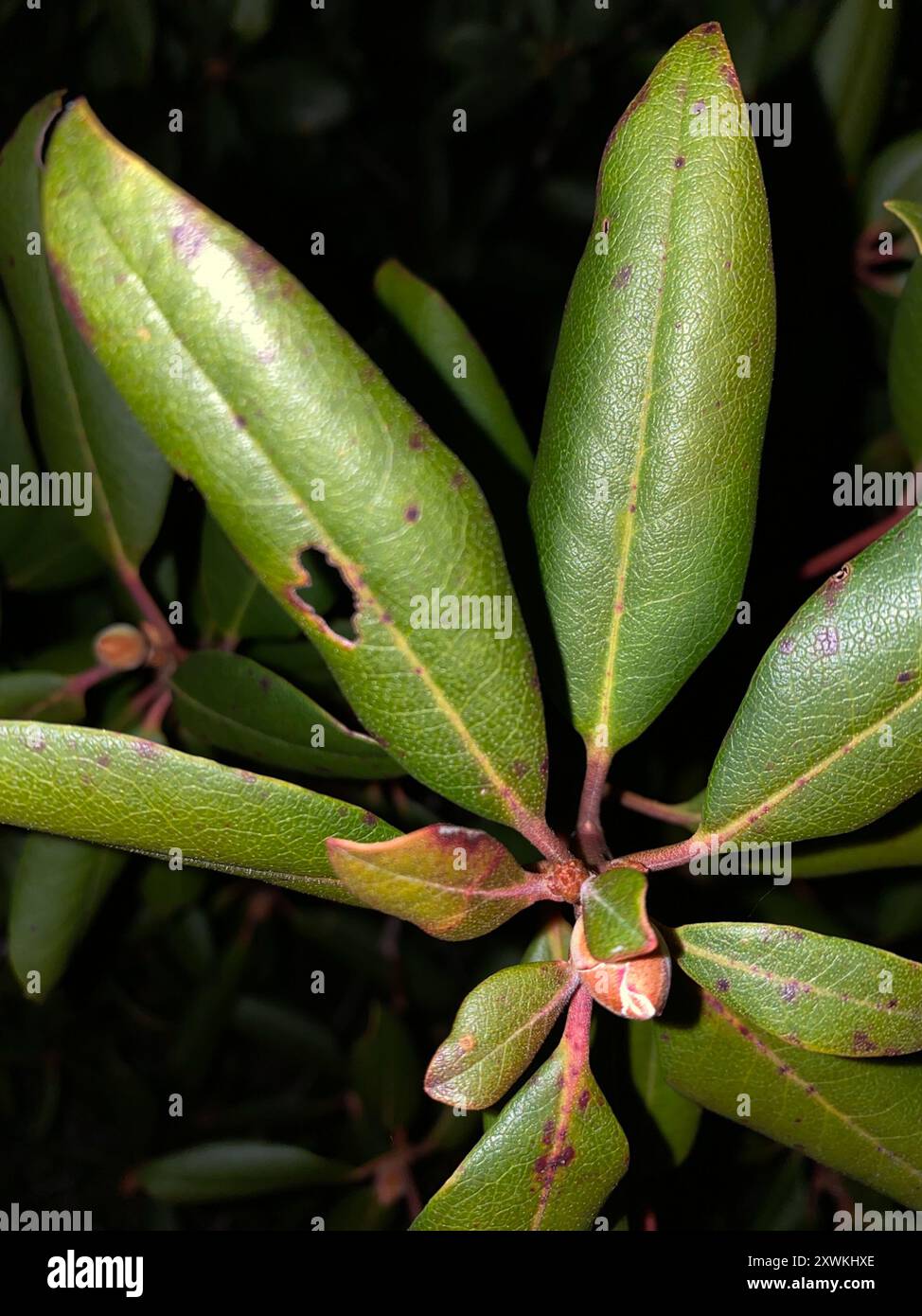 gorge rhododendron (Rhododendron minus) Plantae Stock Photo - Alamy