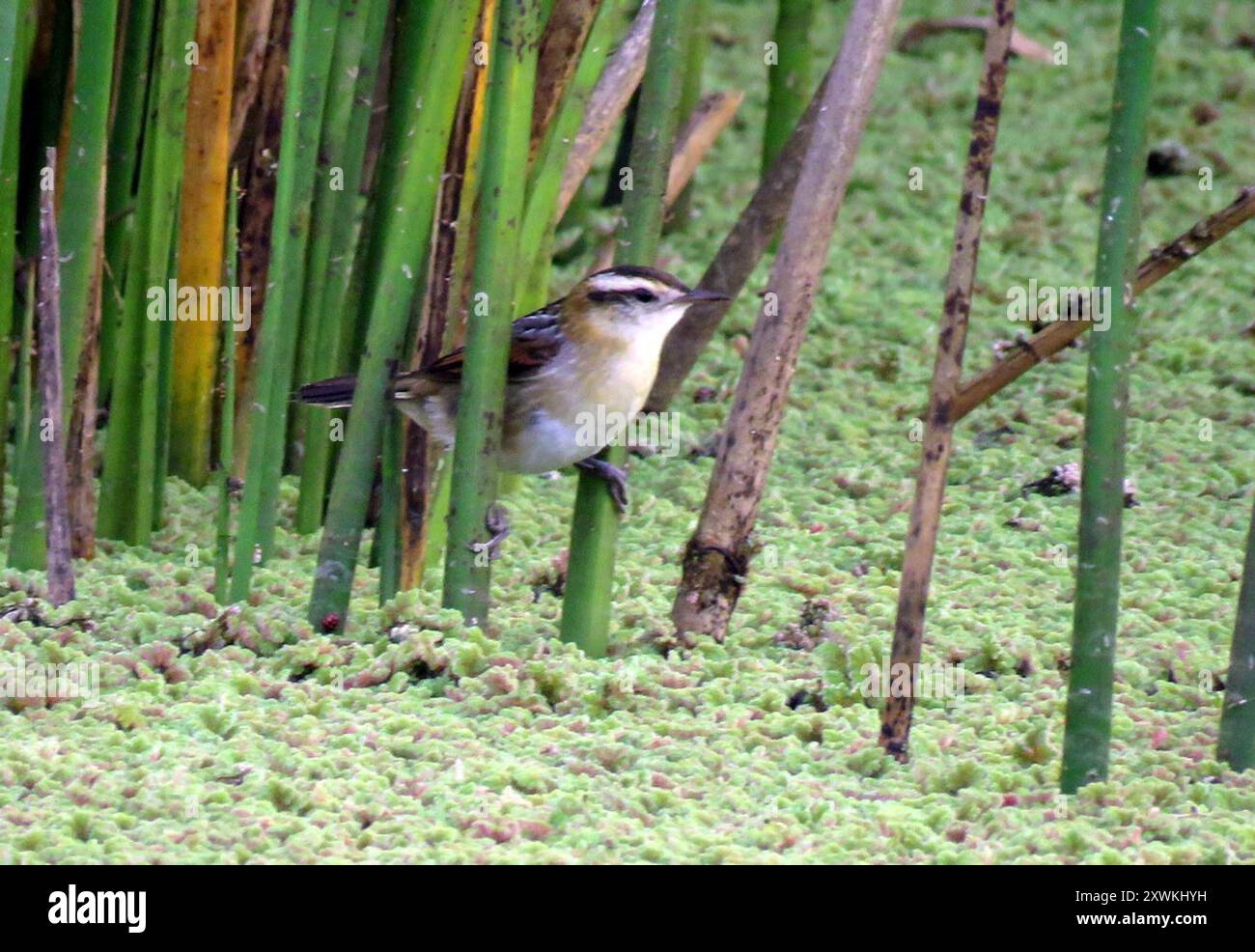 Phleocryptes melanops hi-res stock photography and images - Alamy