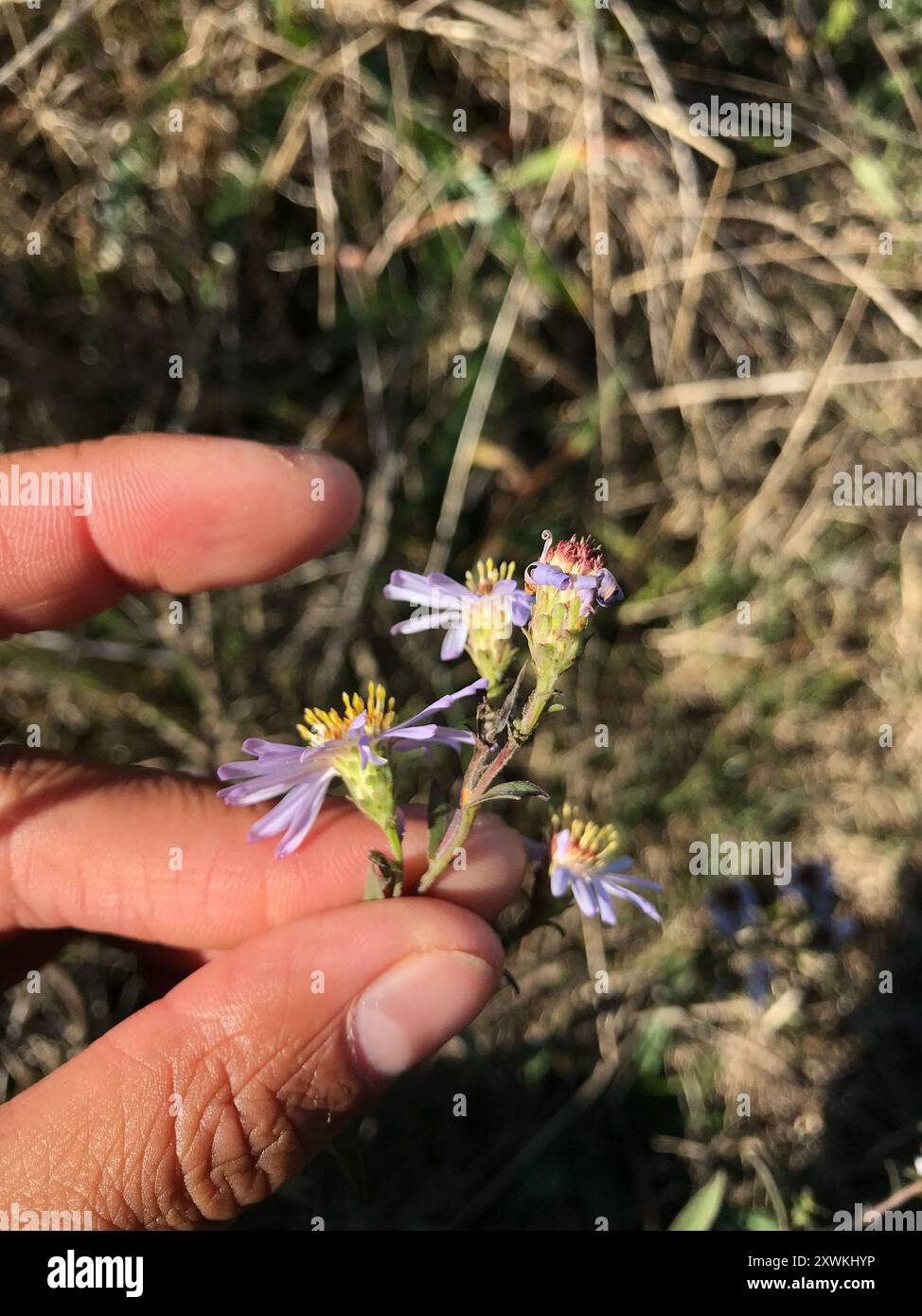 Pacific Aster (Symphyotrichum chilense) Plantae Stock Photo - Alamy