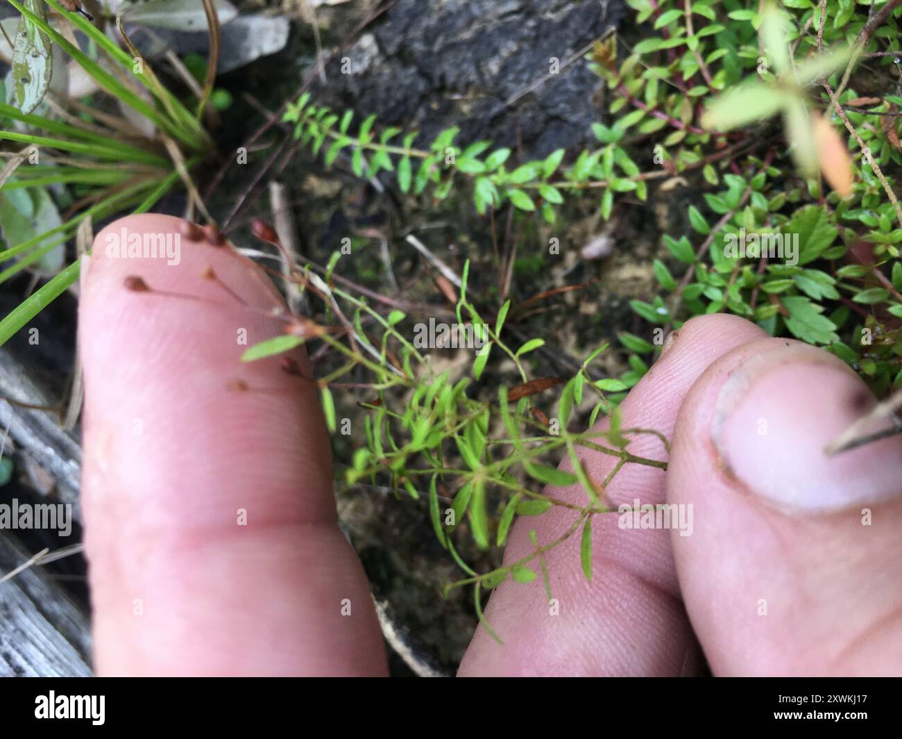 Illinois Pinweed (Lechea racemulosa) Plantae Stock Photo - Alamy