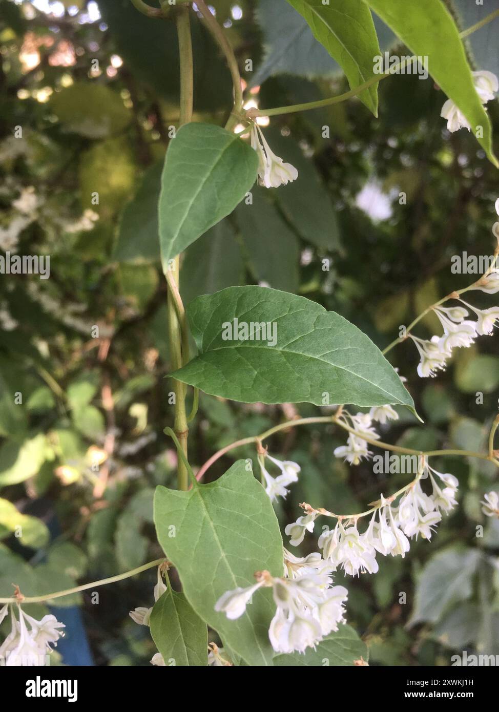 Russian Vine (Fallopia aubertii) Plantae Stock Photo - Alamy