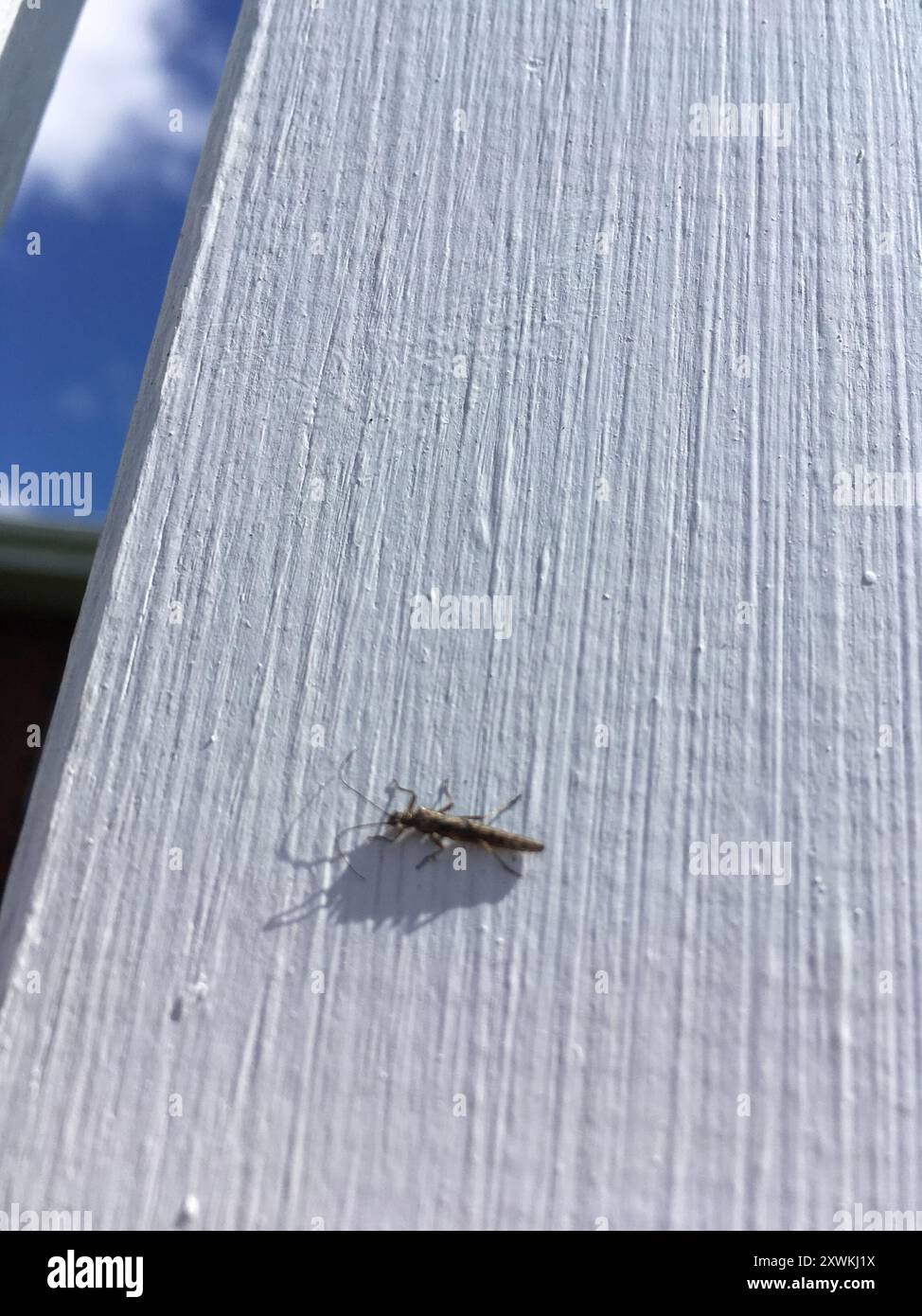 Stoneflies (Plecoptera) Insecta Stock Photo - Alamy