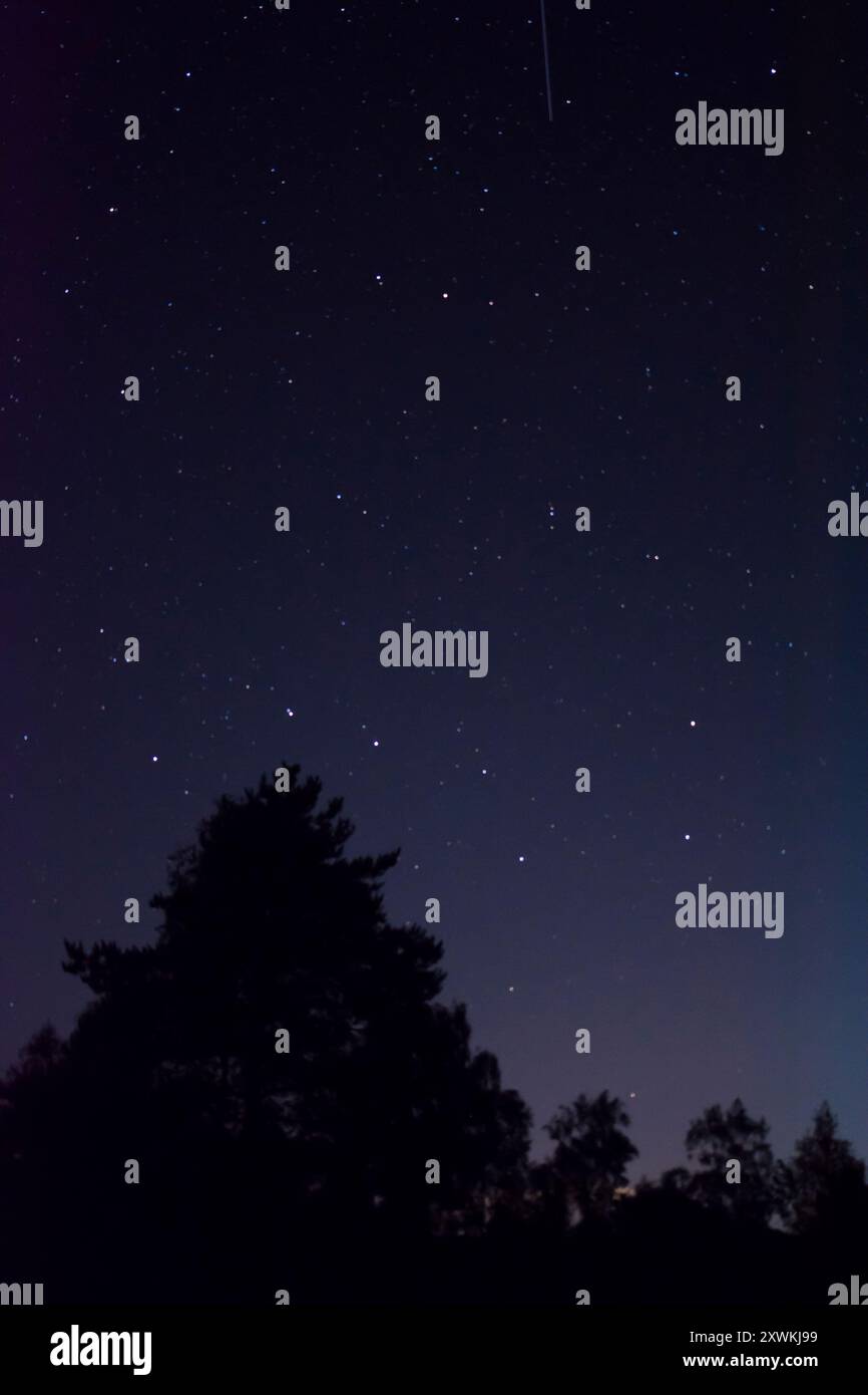 The Plough, Ursa Major, The Big Dipper, constellation stars clearly shown around the branches of ...