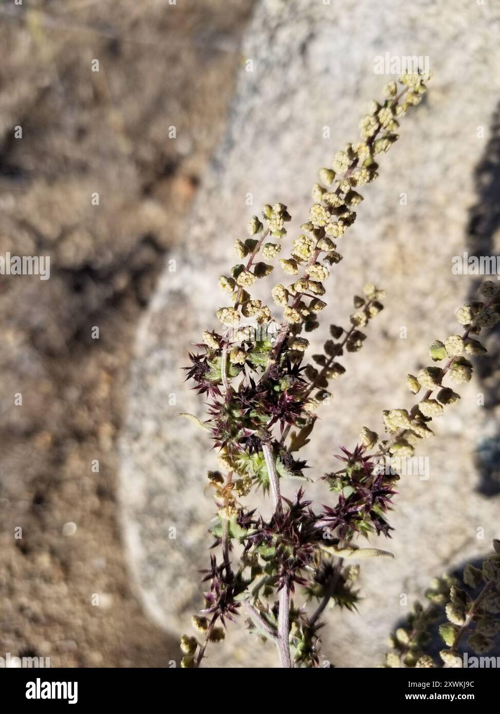 Flatspine Bursage (Ambrosia acanthicarpa) Plantae Stock Photo - Alamy