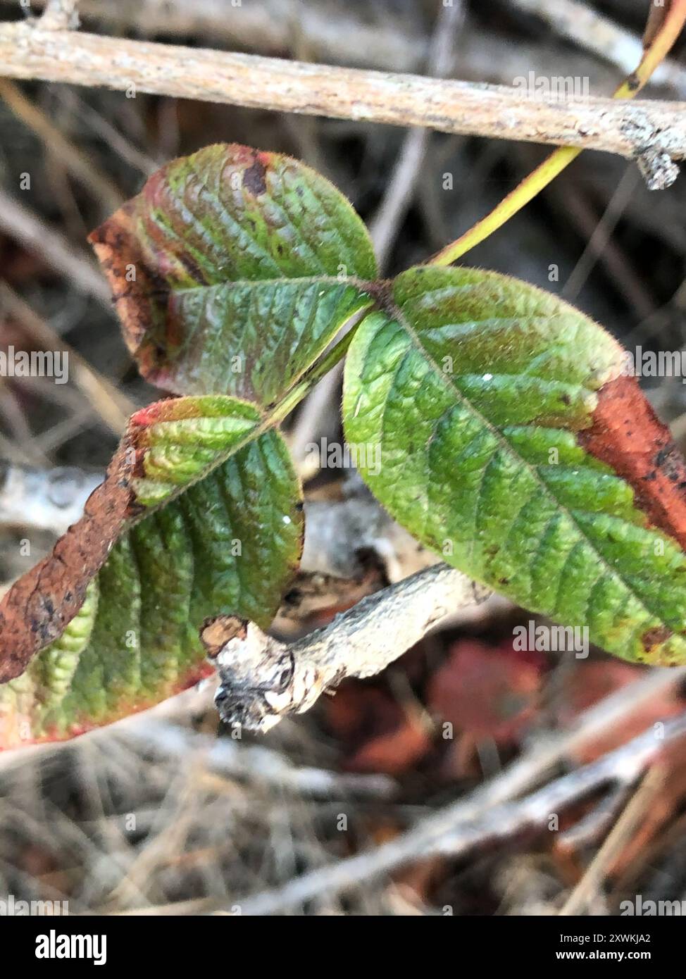 Pacific poison oak (Toxicodendron diversilobum) Plantae Stock Photo - Alamy