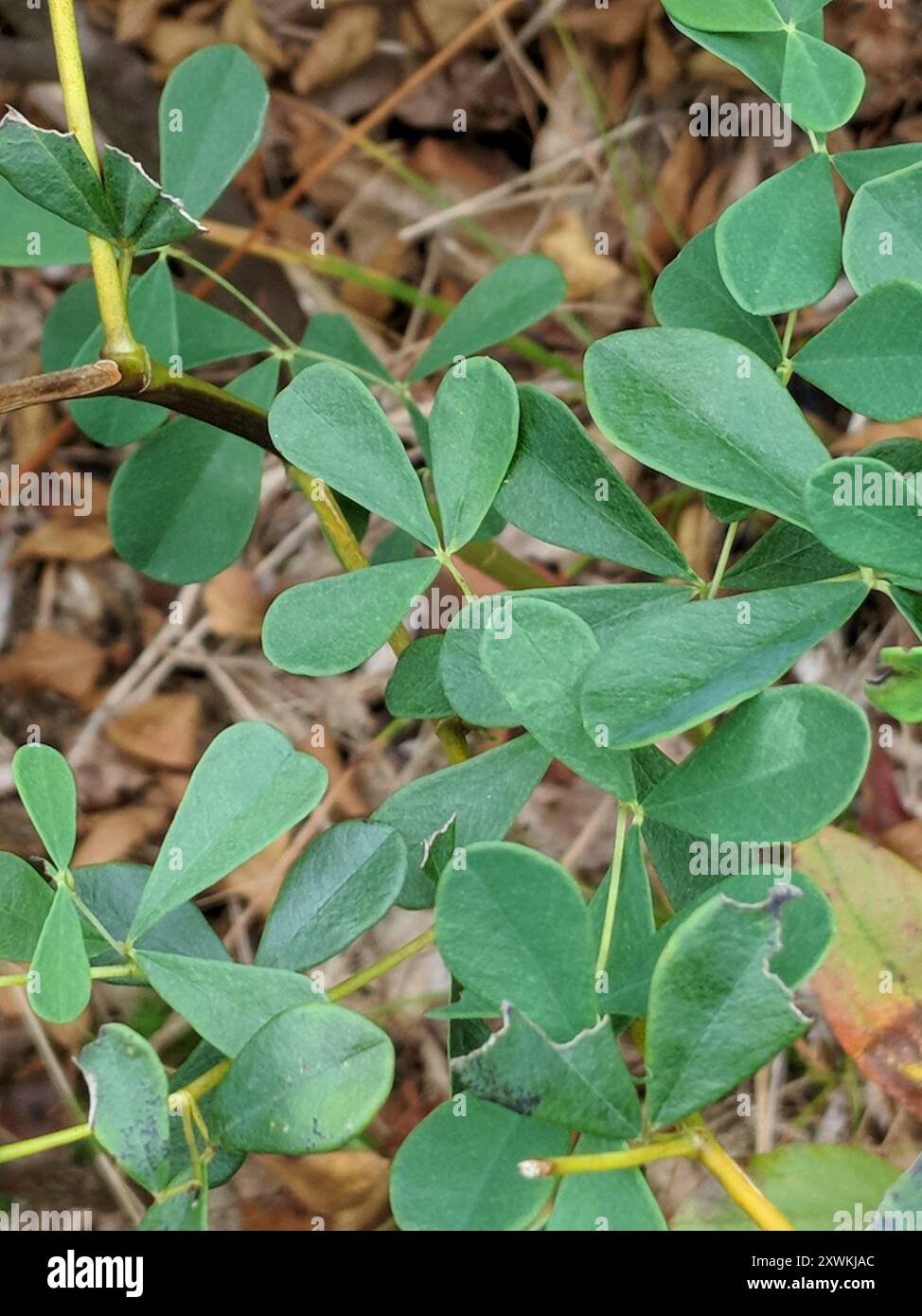 eastern wild indigo (Baptisia tinctoria) Plantae Stock Photo - Alamy