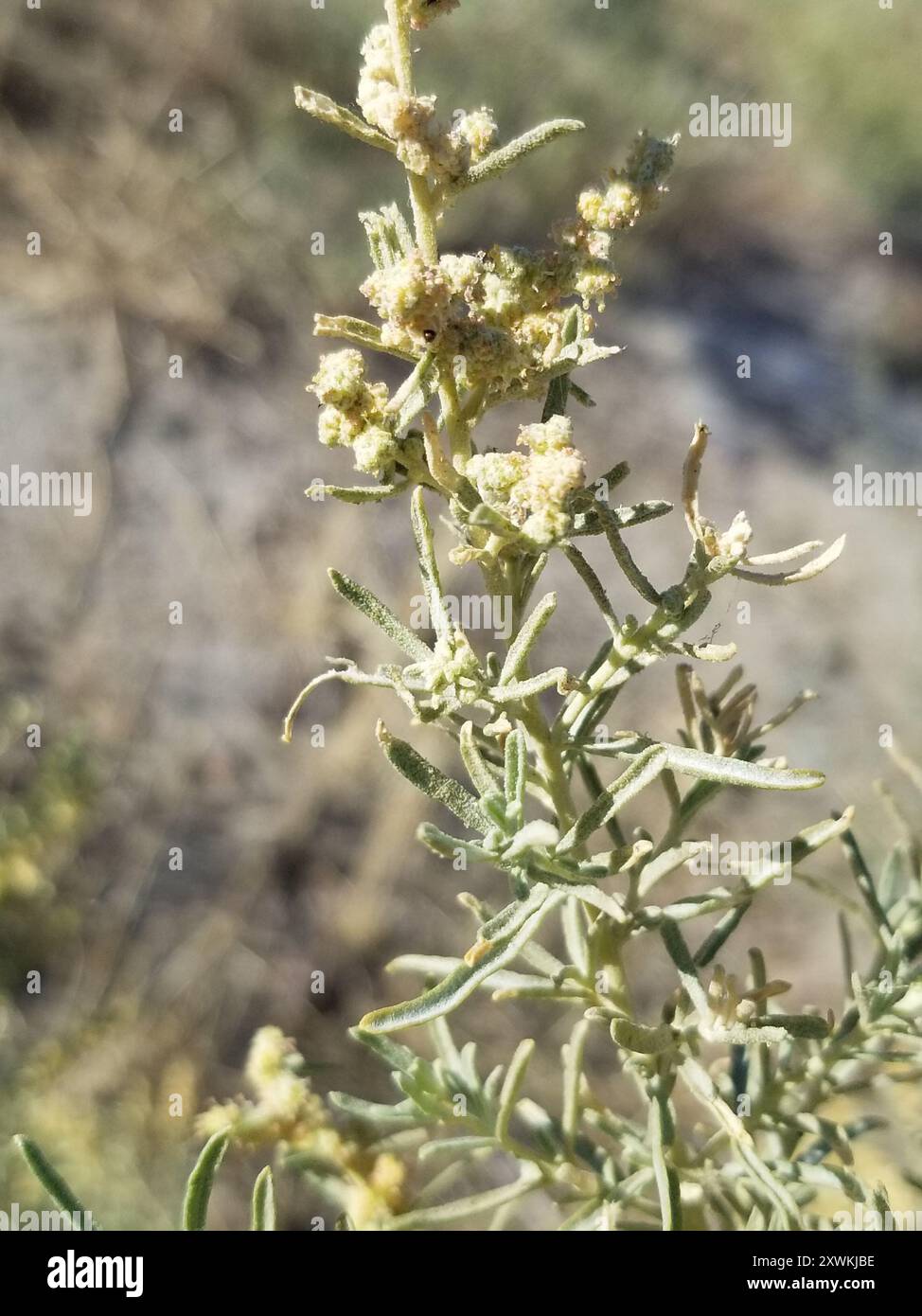 Fourwing Saltbush (Atriplex canescens) Plantae Stock Photo - Alamy