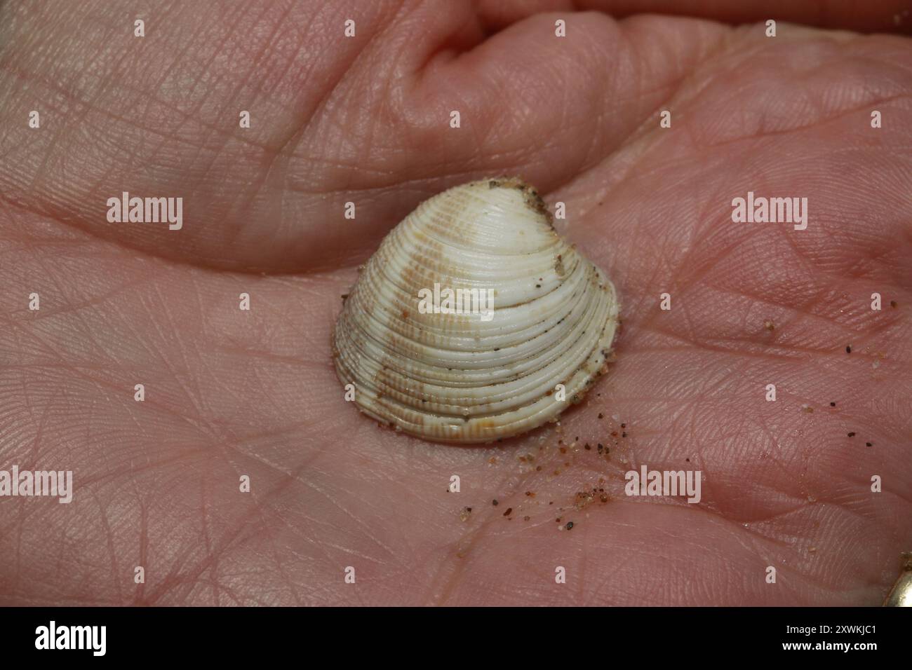 Striped Venus (Chamelea striatula) Mollusca Stock Photo - Alamy