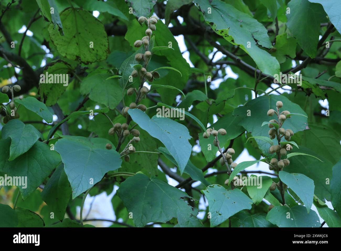 princess tree (Paulownia tomentosa) Plantae Stock Photo - Alamy