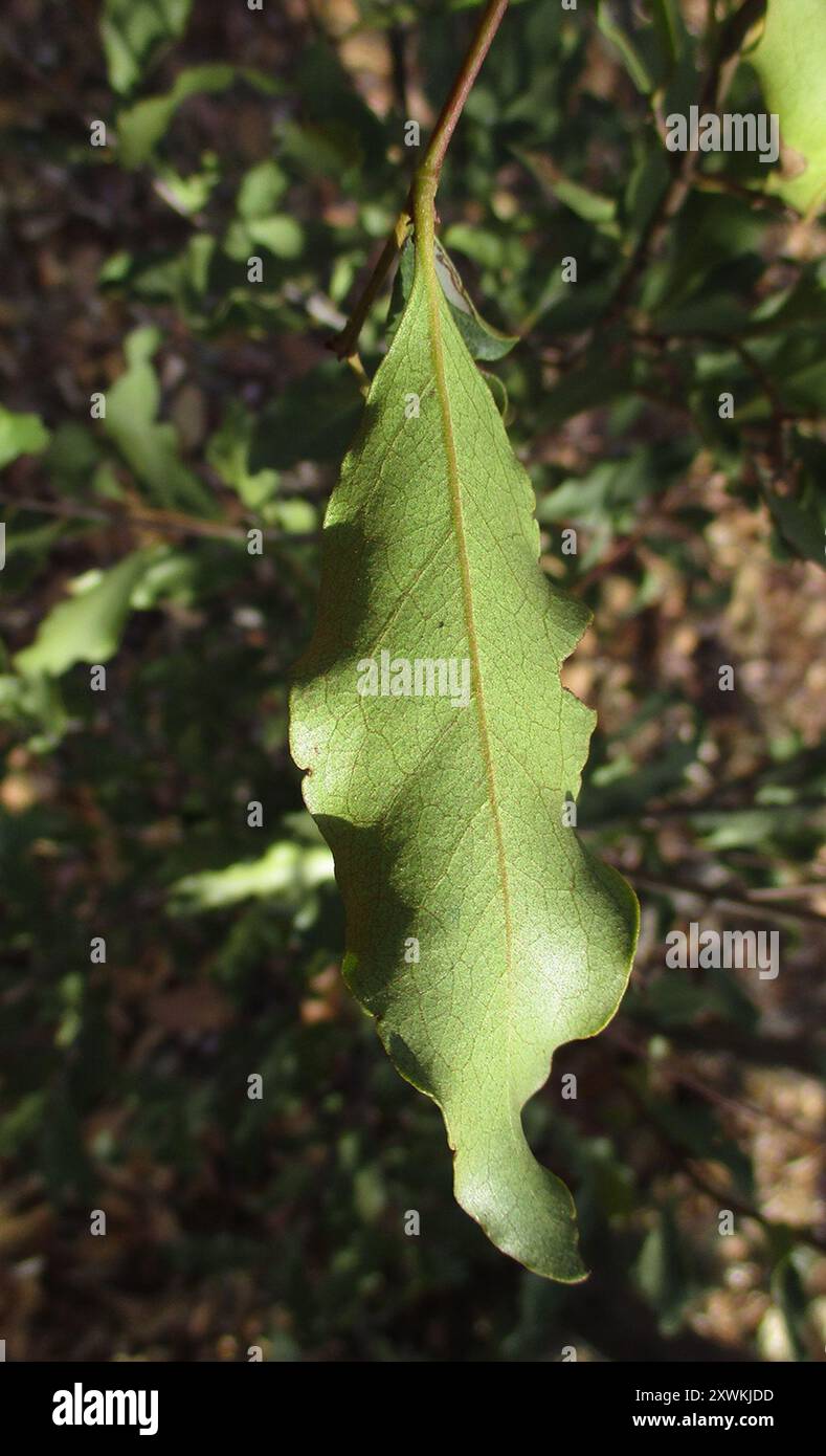 Gwarries (Euclea) Plantae Stock Photo - Alamy