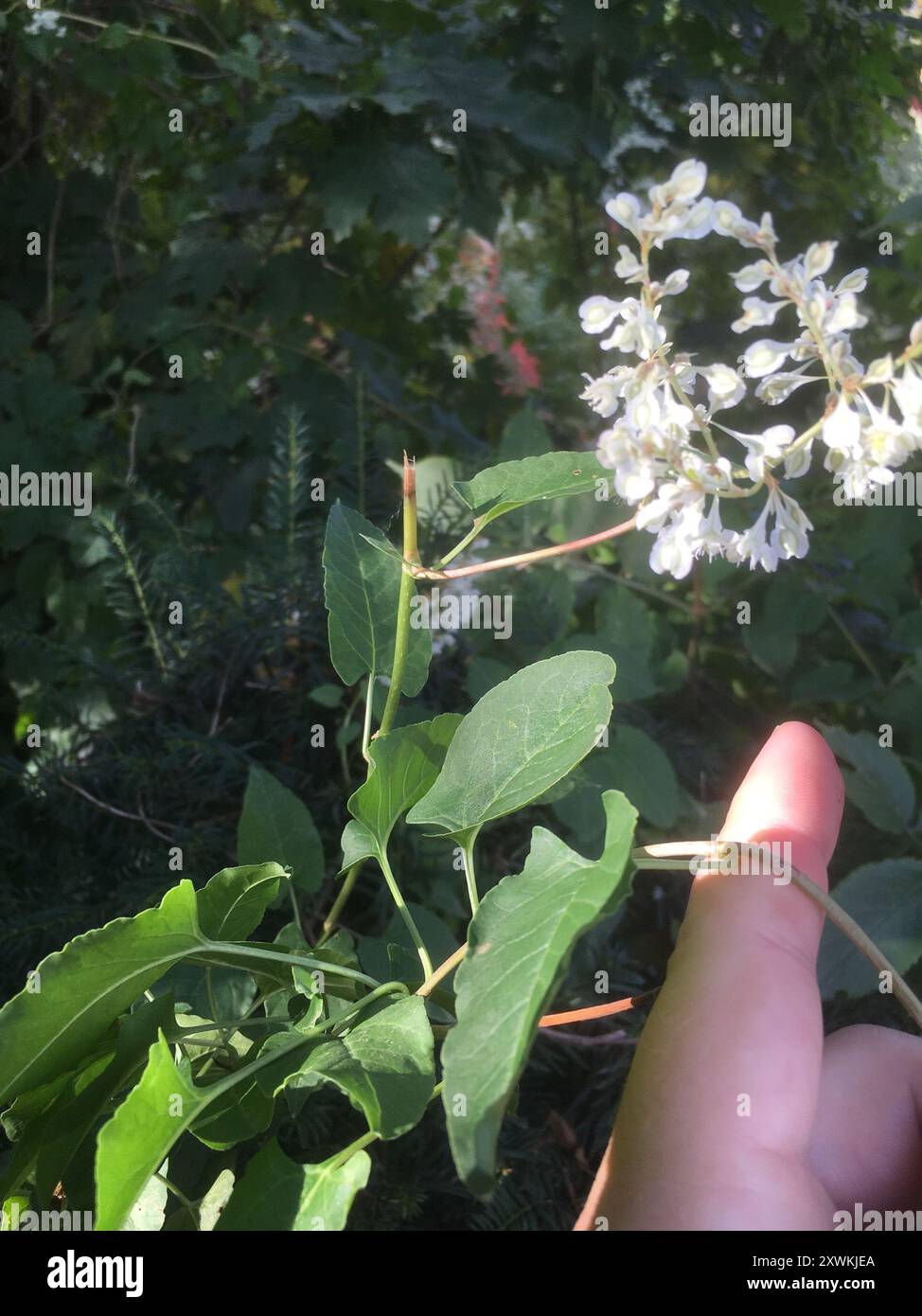 Russian Vine (Fallopia aubertii) Plantae Stock Photo - Alamy