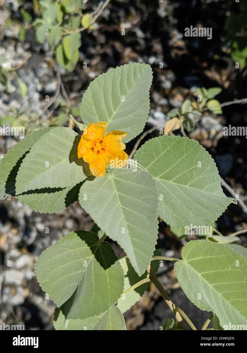 Sida fallax hi-res stock photography and images - Alamy