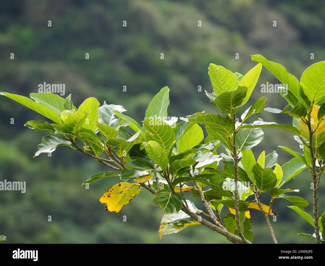Hauili fig tree (Ficus septica) Plantae Stock Photo - Alamy