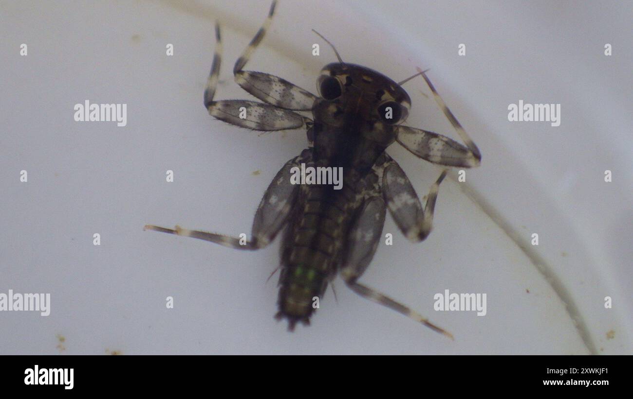 Light Cahills (Stenacron) Insecta Stock Photo - Alamy
