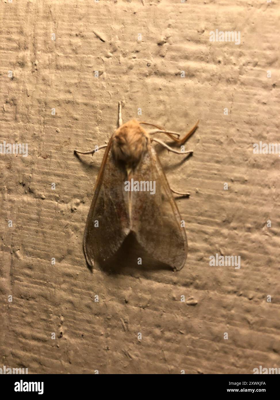 Edwards' Glassy-wing Moth (Pseudohemihyalea edwardsii) Insecta Stock ...