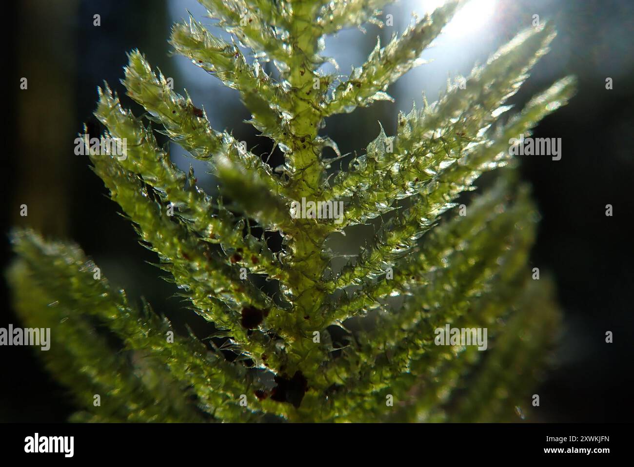 Oregon Beaked Moss (Kindbergia oregana) Plantae Stock Photo - Alamy