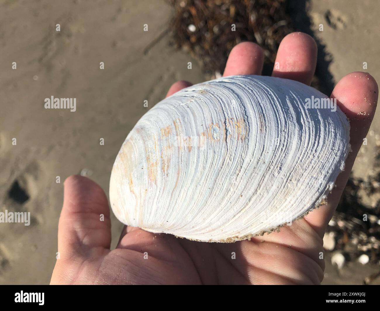 Fat Gaper (Tresus capax) Mollusca Stock Photo - Alamy