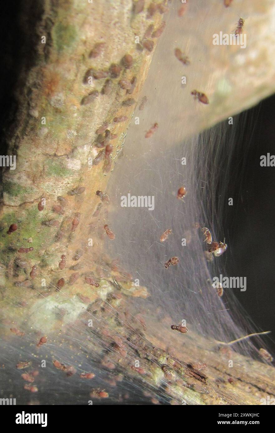 Barklice, Booklice, and Parasitic Lice (Psocodea) Insecta Stock Photo ...