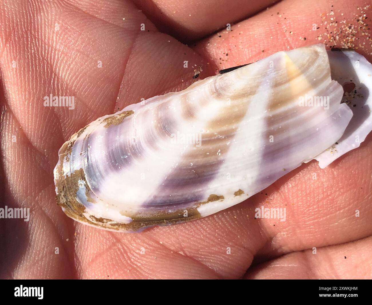 Pacific Razor Clam (Siliqua patula) Mollusca Stock Photo - Alamy