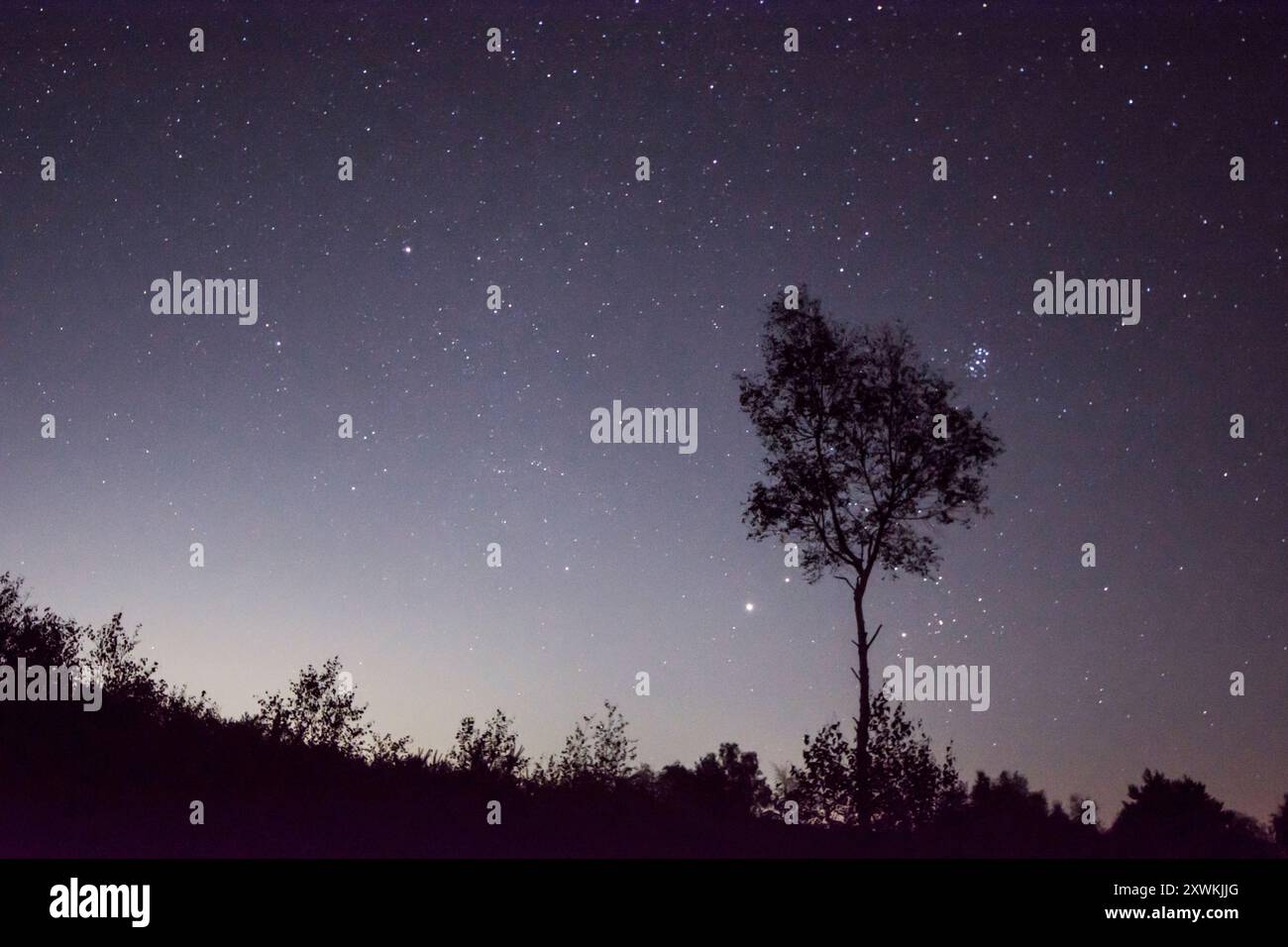 night sky planets and stars, Jupiter just below Mars to right of tree ...