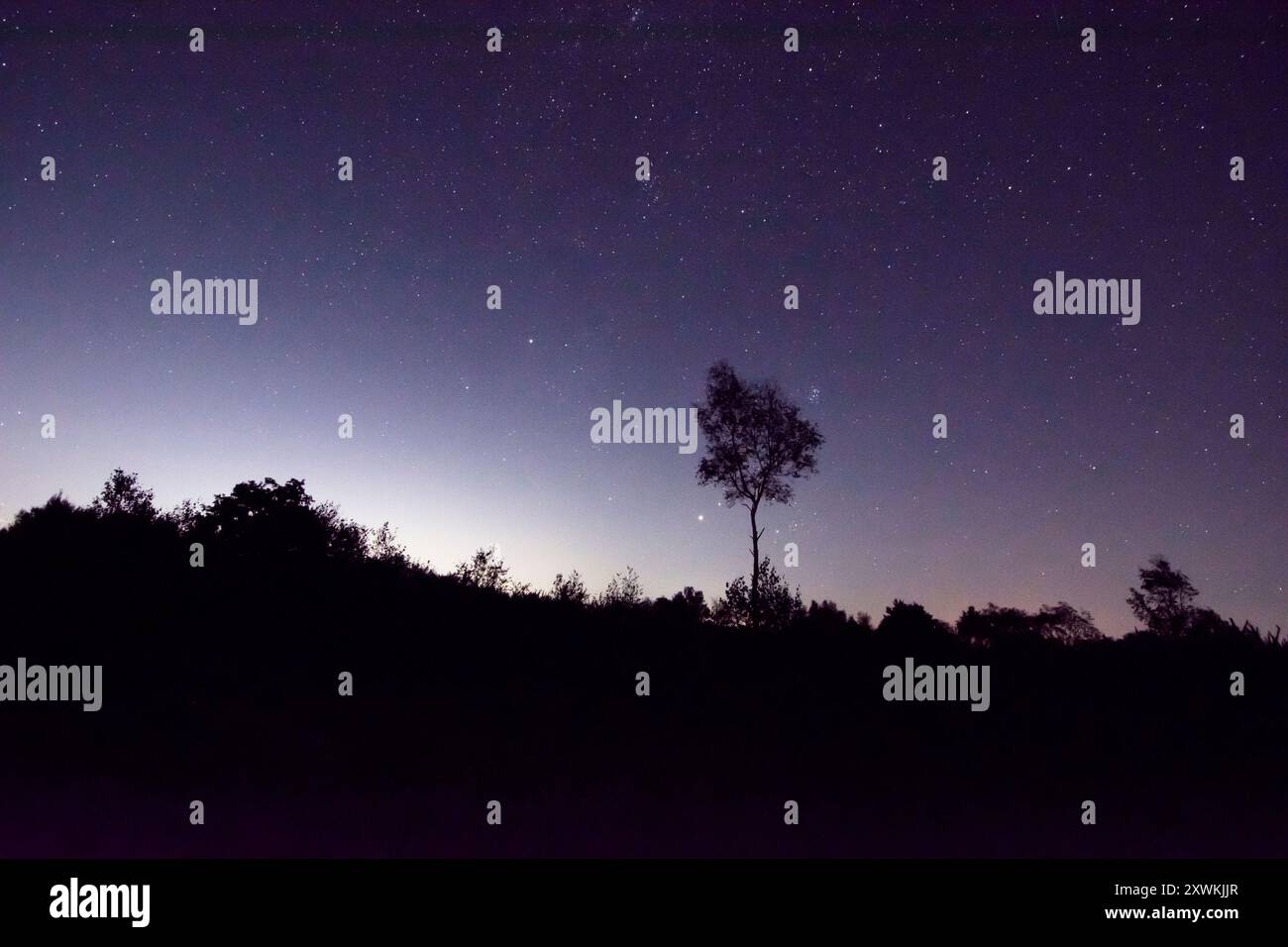 night sky planets and stars, Jupiter just below Mars to right of tree ...