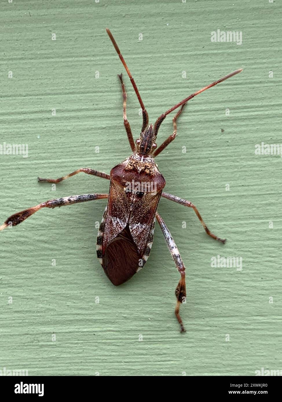 Western Conifer Seed Bug (Leptoglossus occidentalis) Insecta Stock ...