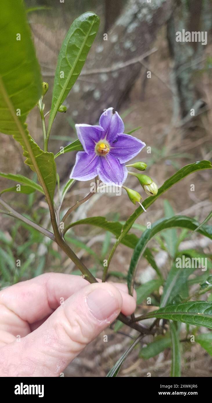 New Zealand nightshade (Solanum aviculare) Plantae Stock Photo - Alamy