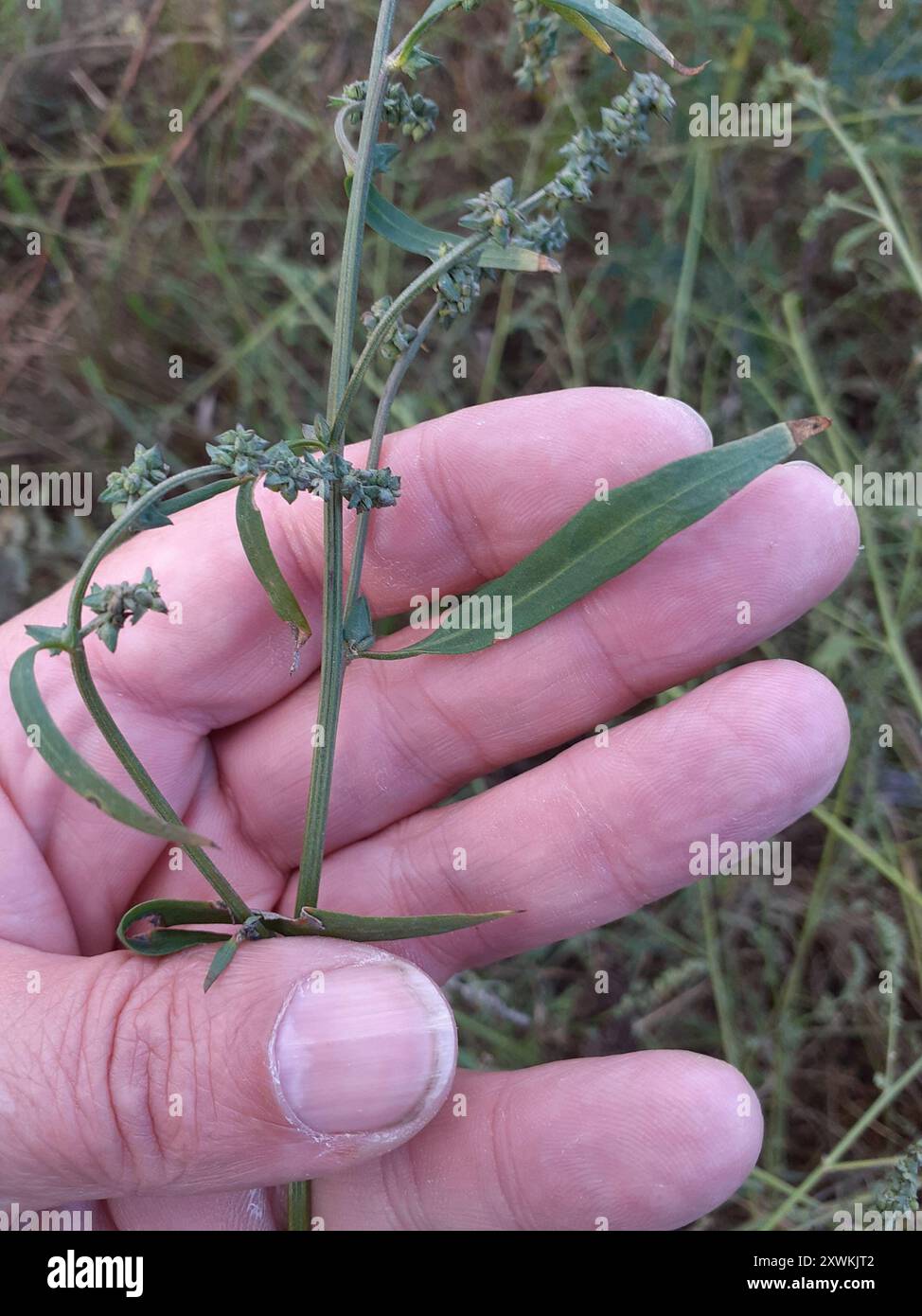 Common Orache (Atriplex patula) Plantae Stock Photo - Alamy